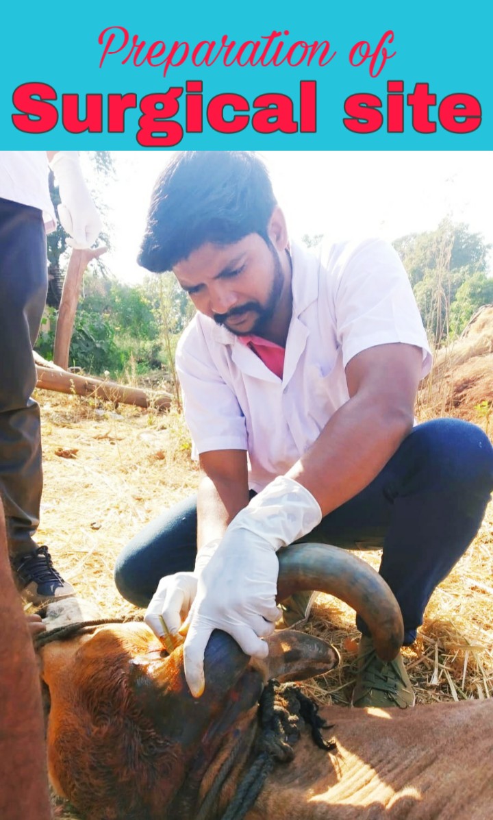 Horn Cancer in Cattle 🐂