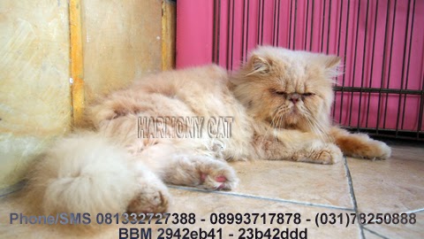 KUCING JANTAN PIGNOSE,PEAKNOSE,PESEK EXTREEM SUPER JUMBO ( LIMIT ...