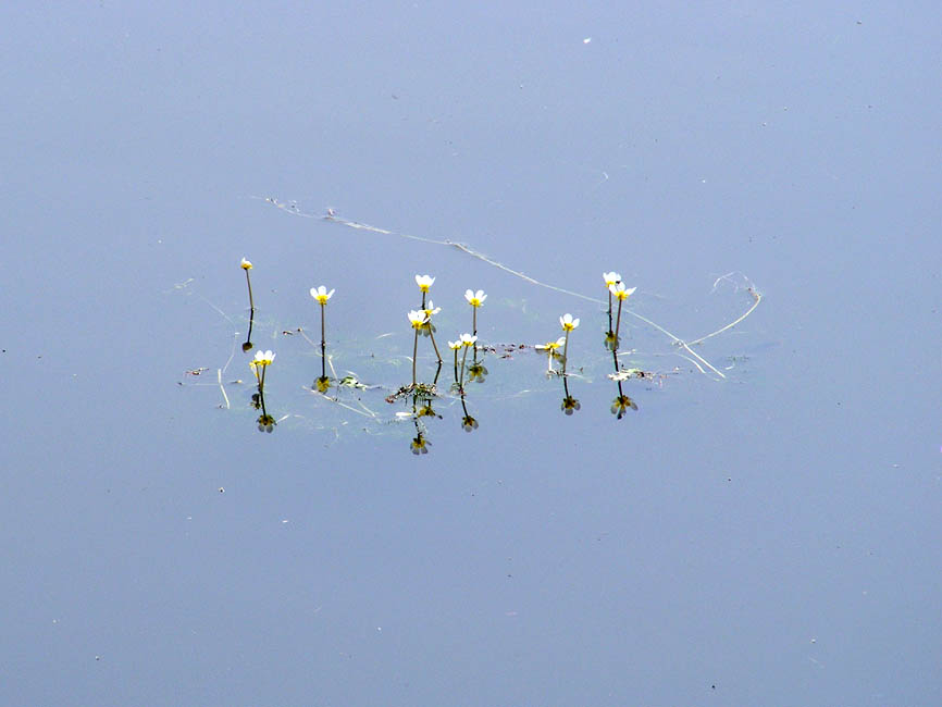 Loire Valley Nature: Water Crowfoot - Ranunculus (Batrachium) spp