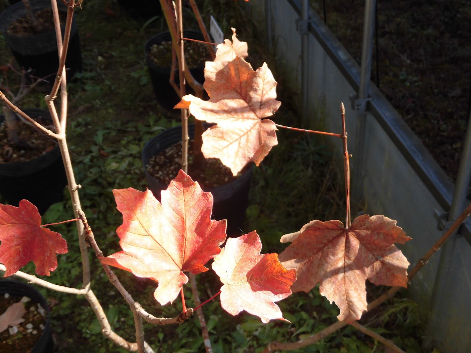 60歳で無職の優雅な日々: カエデ・Bosnian Maple