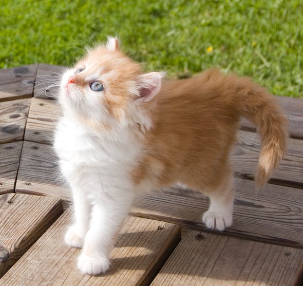 Imagenes de gatos - gatitos: Imagen gatito blanco y beige [8-3-16]