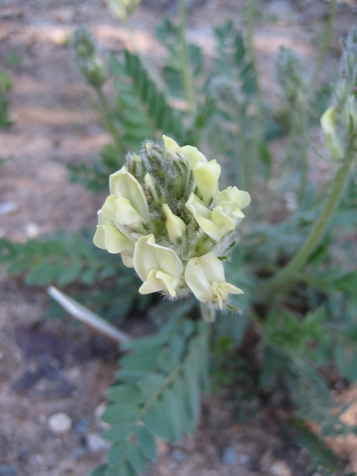 The Garden Aker: Field Locoweed from Warren Peak, Wyoming