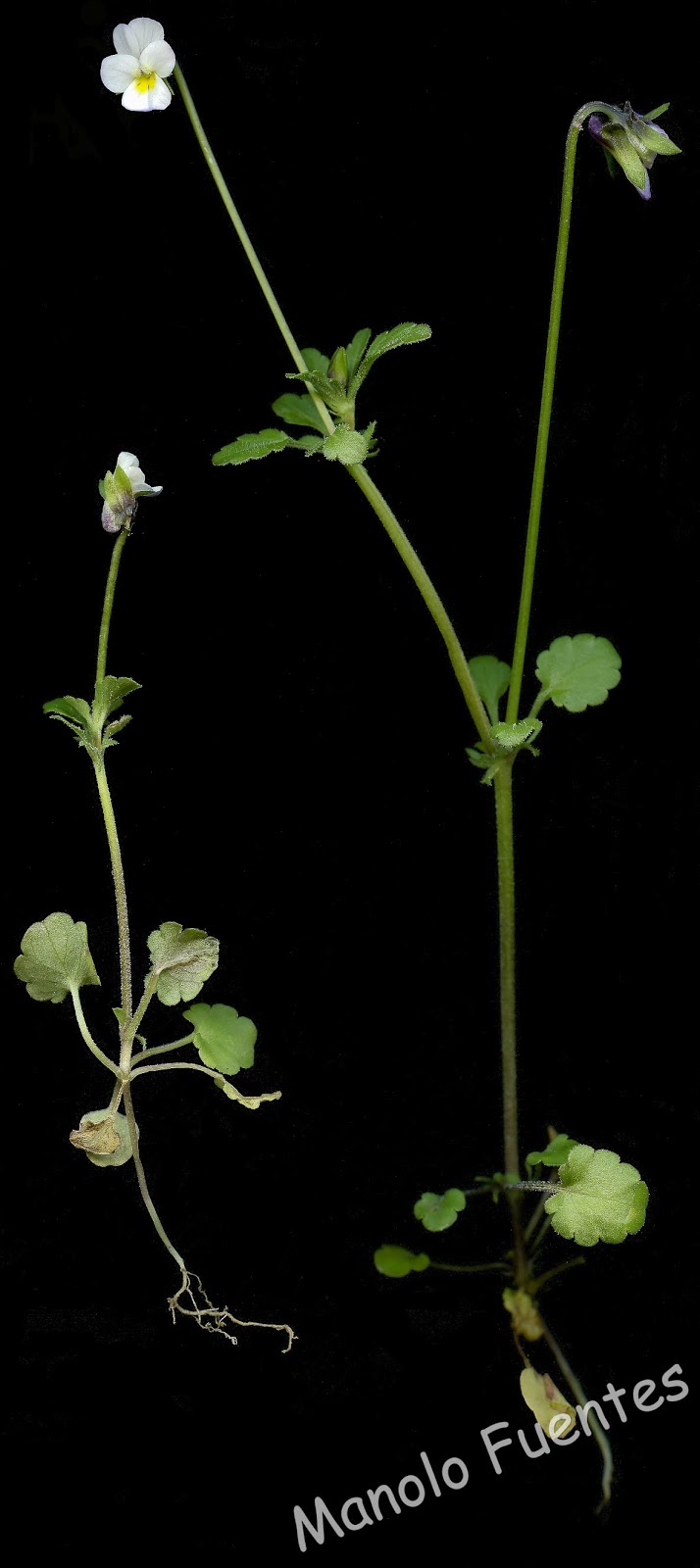 Plantas vasculares de Andalucía: Violaceae