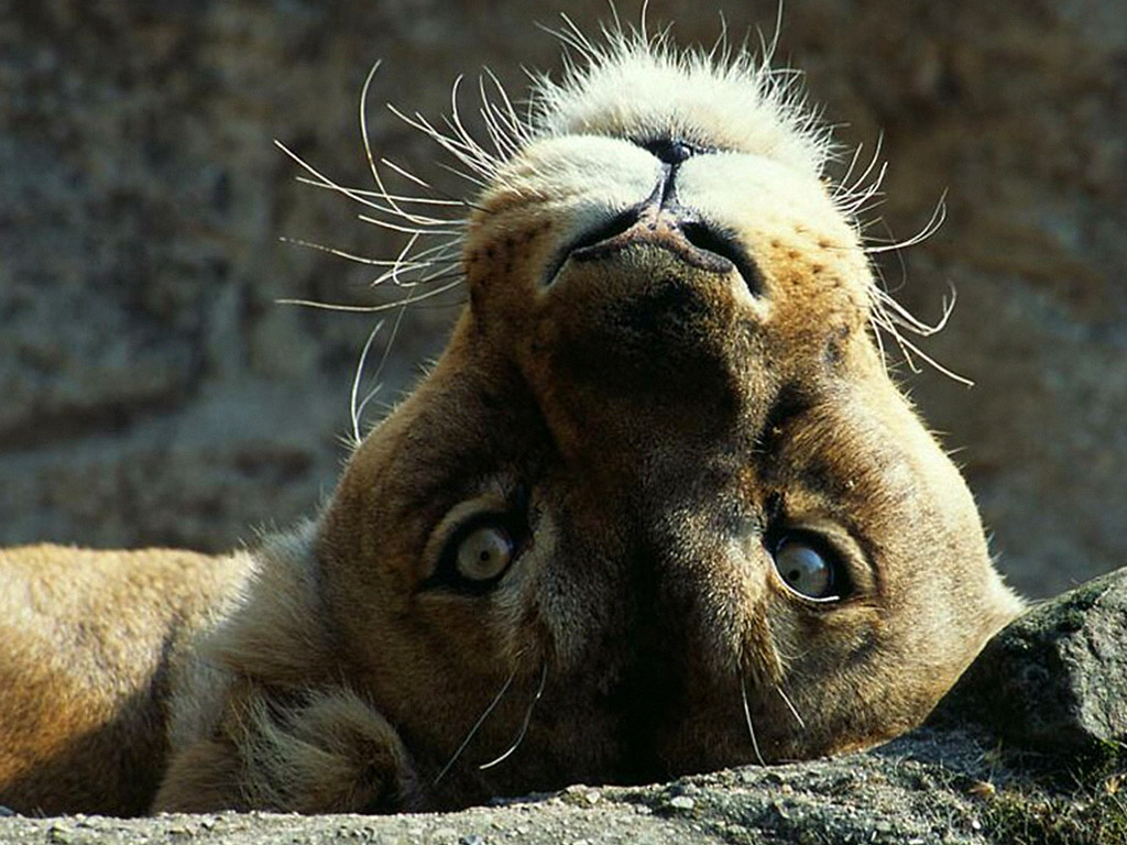 Funny Animals: Funny lion