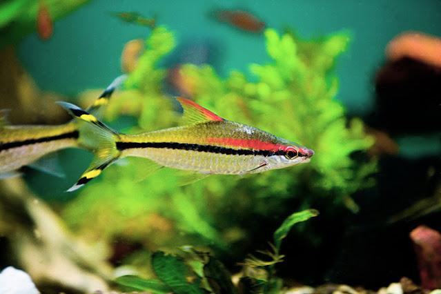 Colorful Barbs for large community aquarium