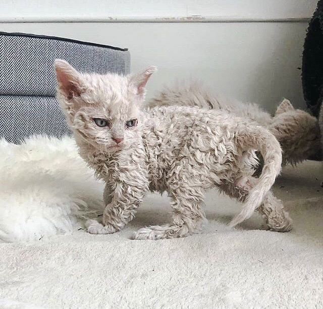 Cat Chit Chat: Pictures of 'Poodle Cat' kittens