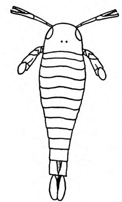 Louisville Fossils and Beyond: Paleontologist Marjorie O'Connell