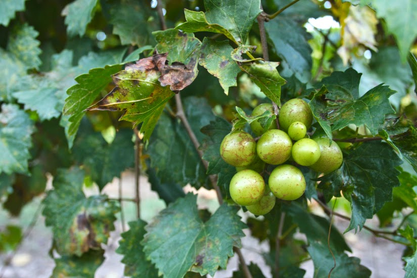 Oy! : Picking Muscadines & Scuppernongs.