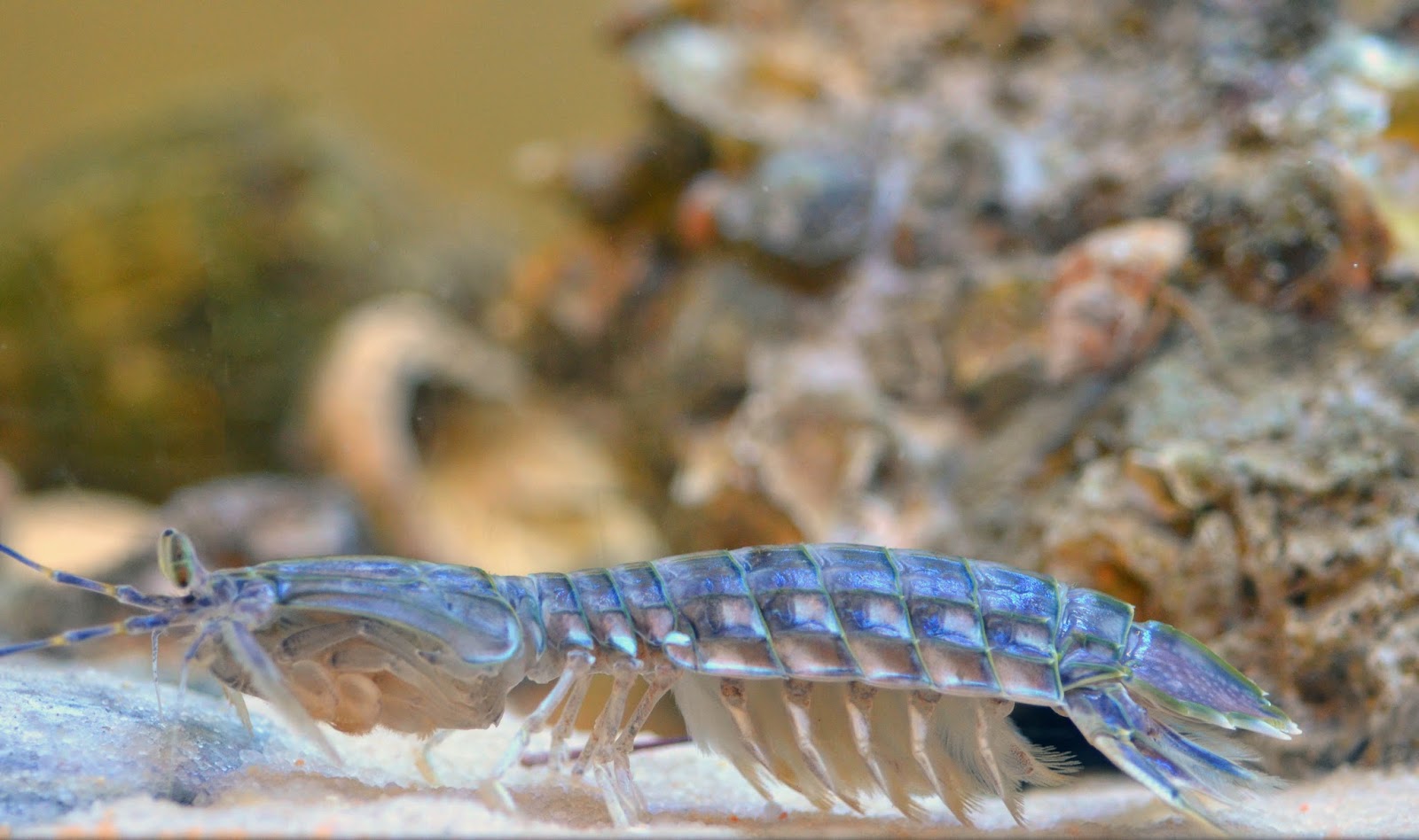 Virginia Fishes: Mantis shrimp (Squilla empusa) video