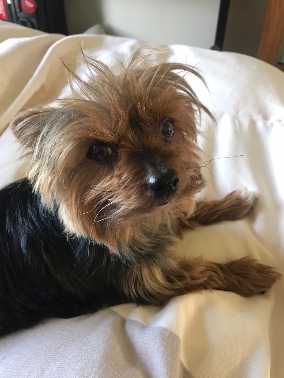 #535 - ALREADY ADOPTED! Cape Town, Somerset West - Angel Beautiful ...