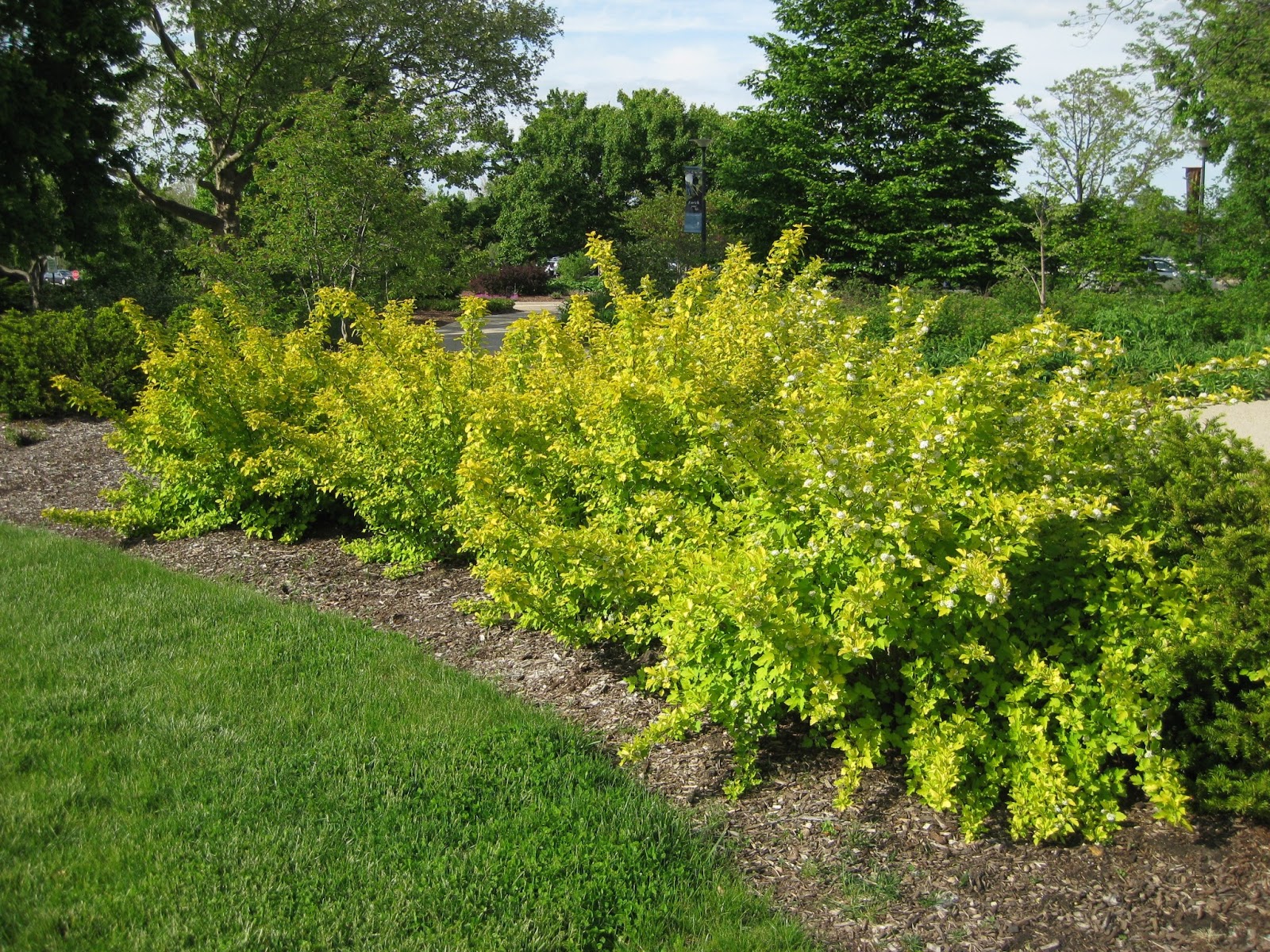 Rotary Botanical Gardens - Hort Blog: Nifty Ninebarks