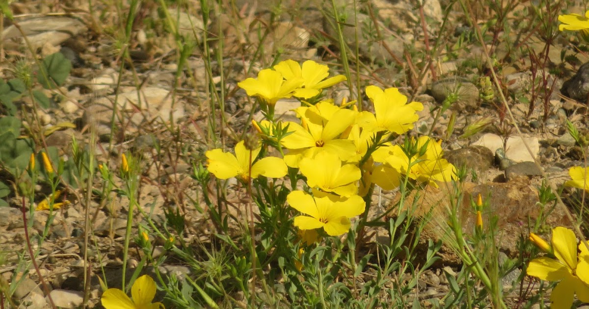 Cittaslow Botanik Park: BİR FOTOĞRAFIN HİKAYESİ ( Keten Çiçeği )