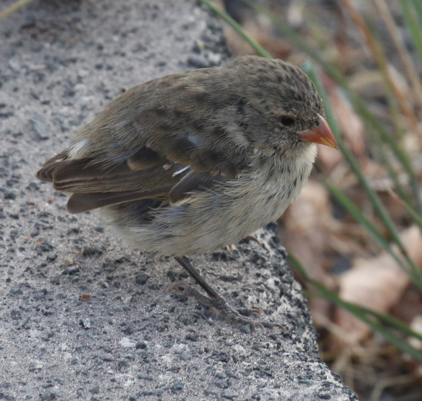 Concrete Ornithology: Darwin's finches