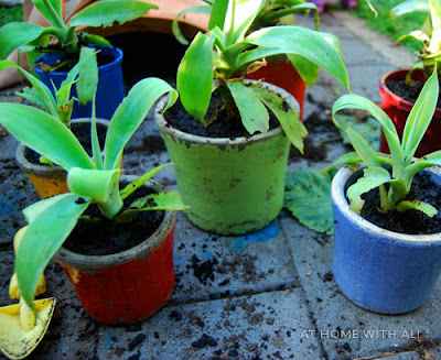 At home with Ali: Planting agave pups