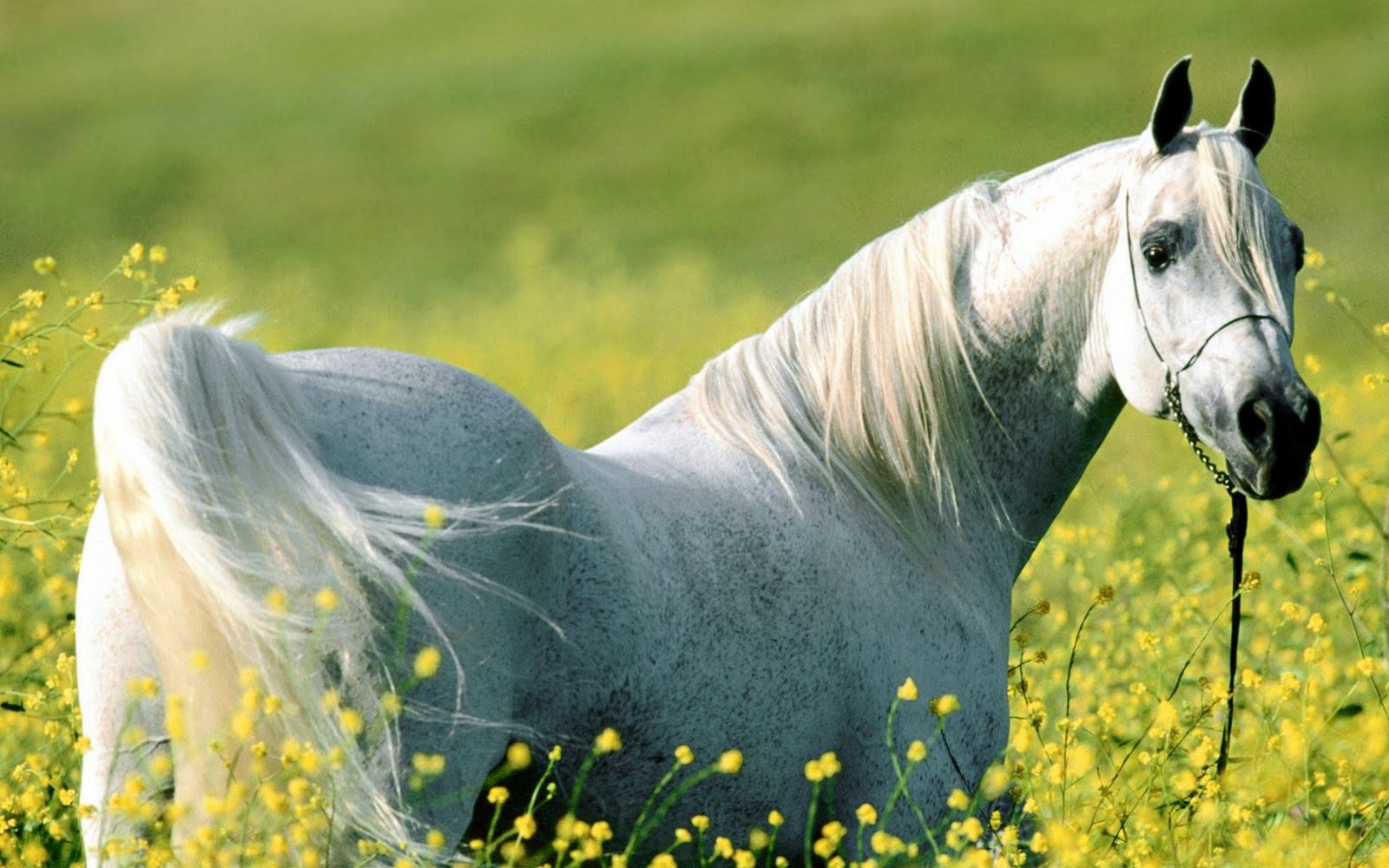 Poze Cai Horses Wallpapers: Poze Cai de rasa horses