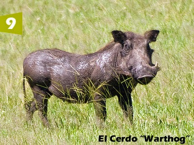 OJO SABIAS QUE...: LOS 10 ANIMALES MAS FEOS