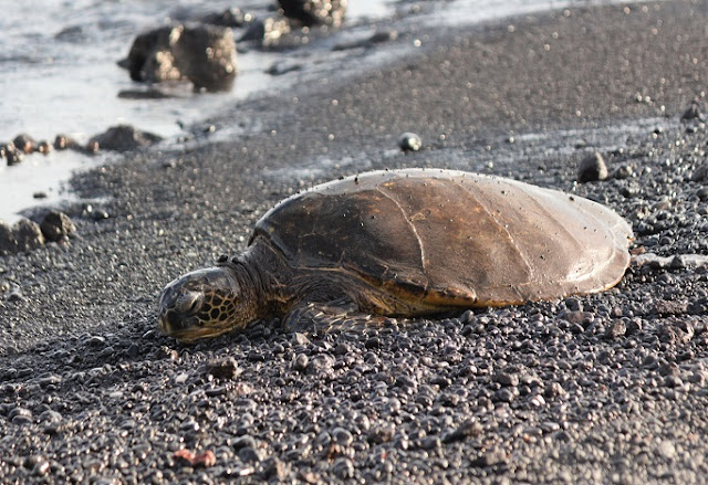 Tamarack Shack: Black Sand, Sea Turtles and Manta Rays