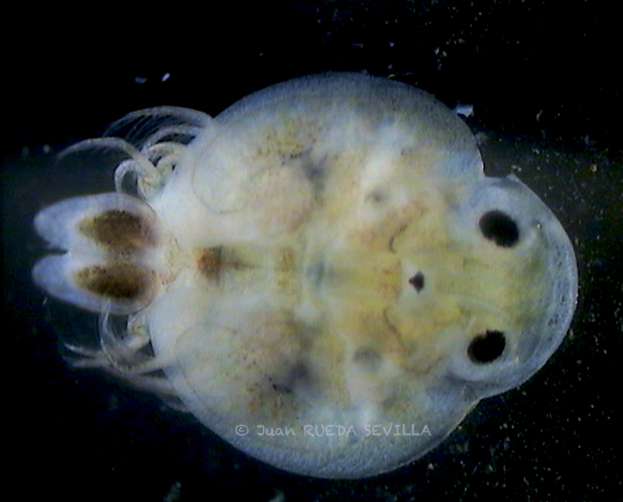 Macroinvertebrados acuáticos: Argulus foliaceus, el piojo de los peces