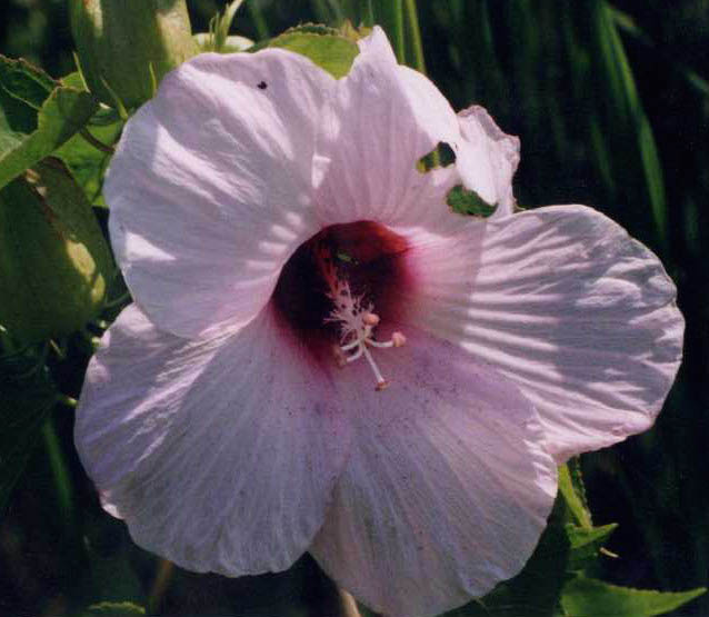 Springfield Plateau: Hibiscus Plant Bug