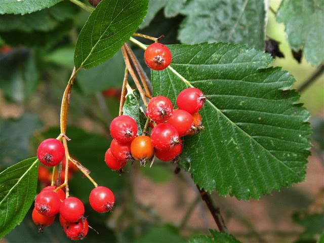 Всё о бегониях и не только...: Рябина английская / Хедлундия английская ...