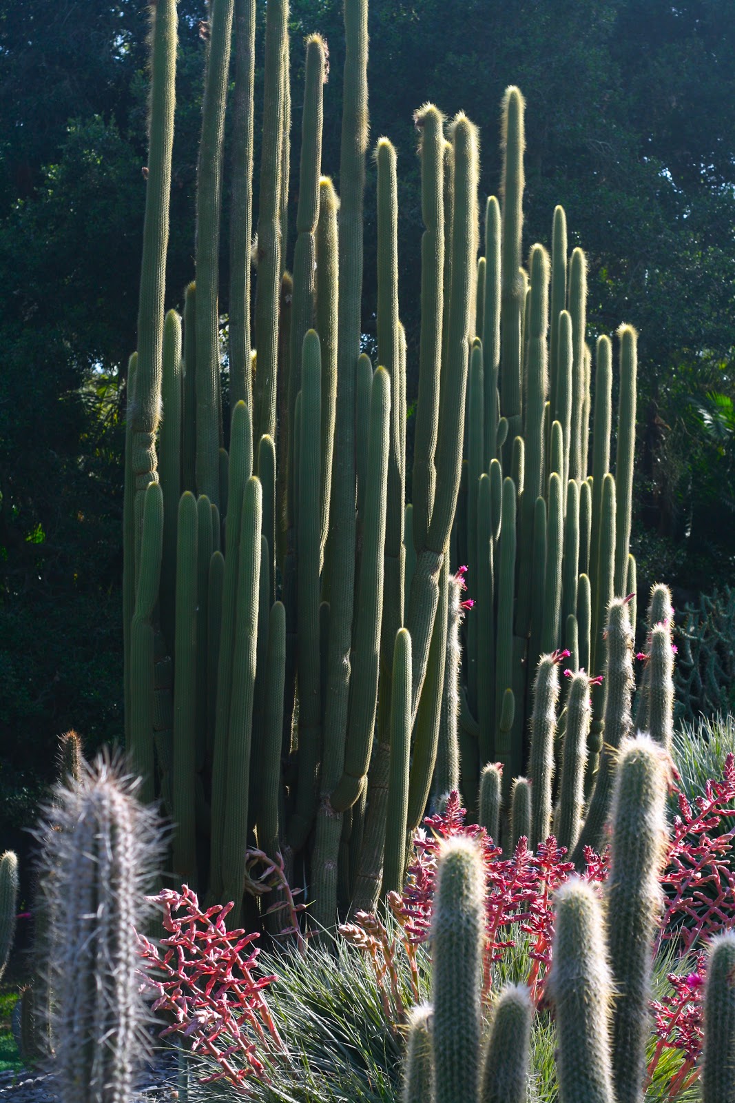 Mikaela Holman: Columnar Cacti