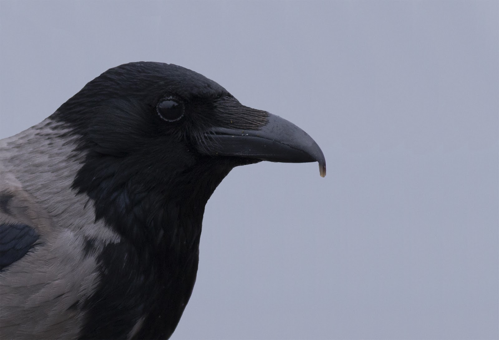 The Nature Quest: Scotland - Day 3