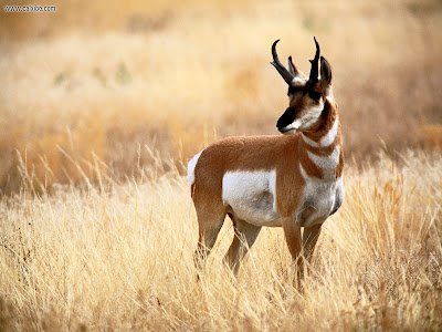 Antelope