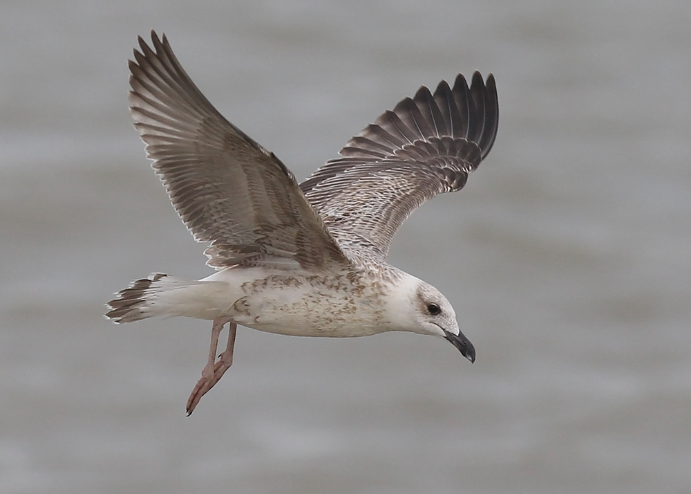 Richard Smith - Birdwatching Days Out: CASPIAN GULL, juvenile and Gulls ...