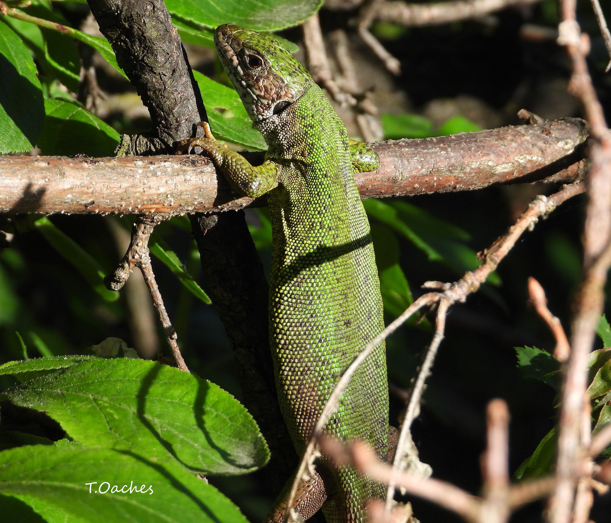 PASARI DIN ROMANIA: REPTILE ( 2 ), Soparle