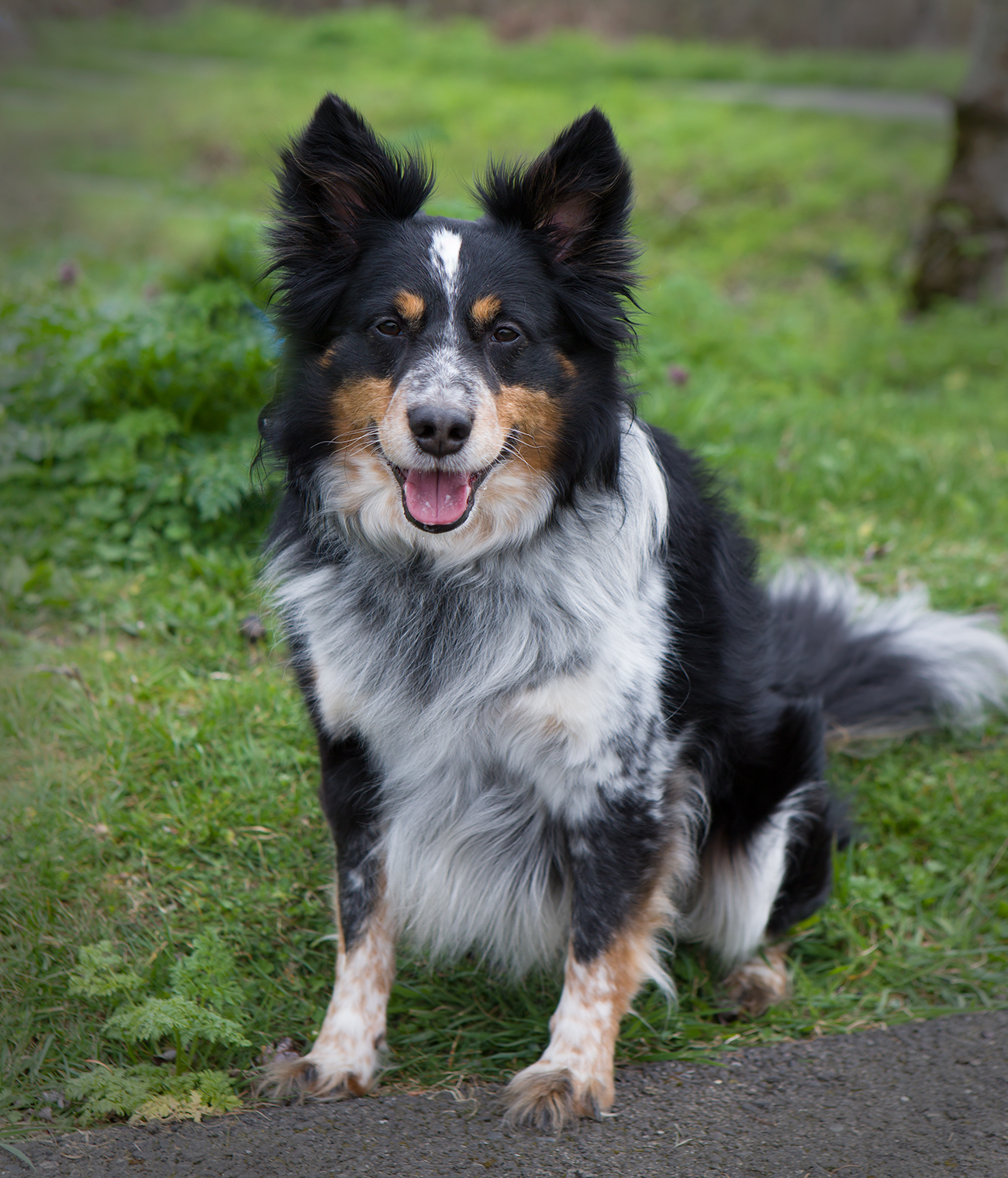 Shelter Dogs of Portland: "ZIPPY" aussie mix