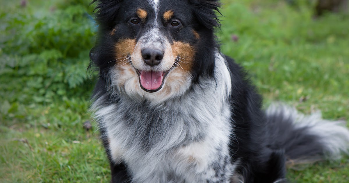 Shelter Dogs of Portland: "ZIPPY" aussie mix
