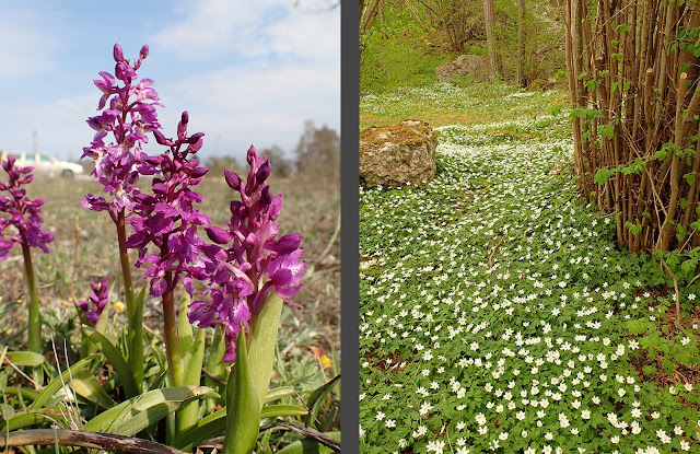 Walking Stockholm: Travels