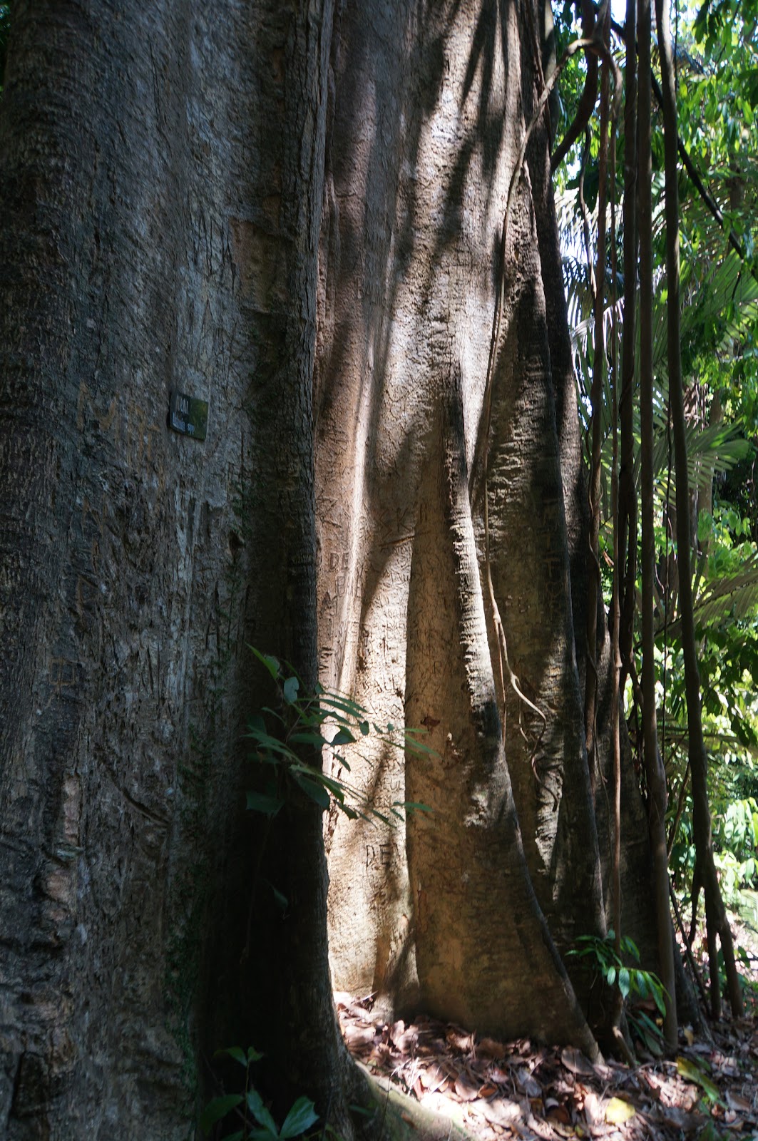 Malaisie - jour 12 : Tioman - Jungle trek vers Juara