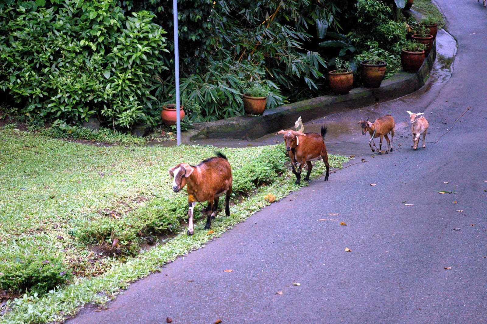 DUDE FOR FOOD: Freshest. Finest. First. A Day at Gourmet Farms...