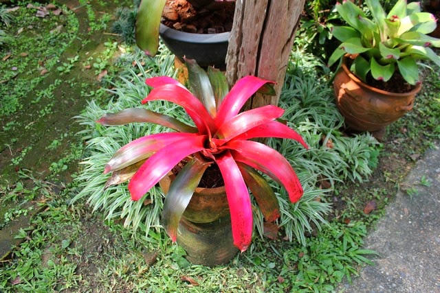 Market of Eden: Overnight Escape at Fern Paradise