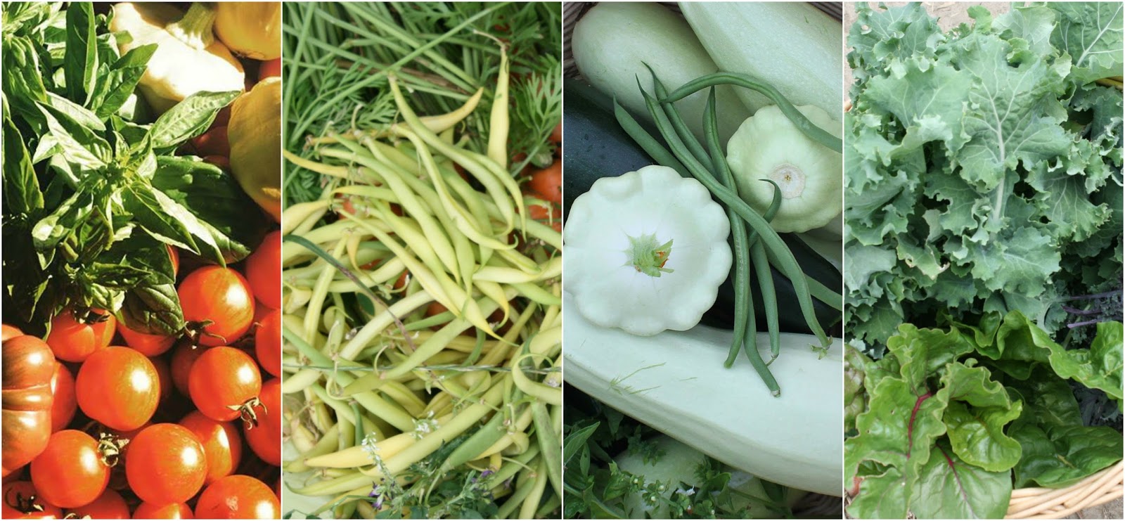 Balkan Ecology Project : The Polyculture Market Garden Study - Results ...