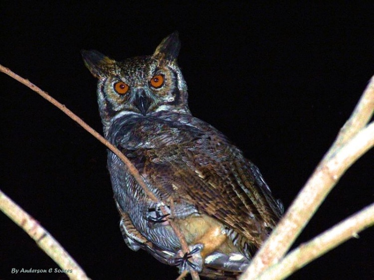 AVES DE RAPINA: O MOCHO
