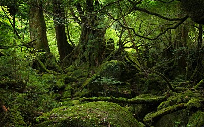 bosques humedos: bosque humedo