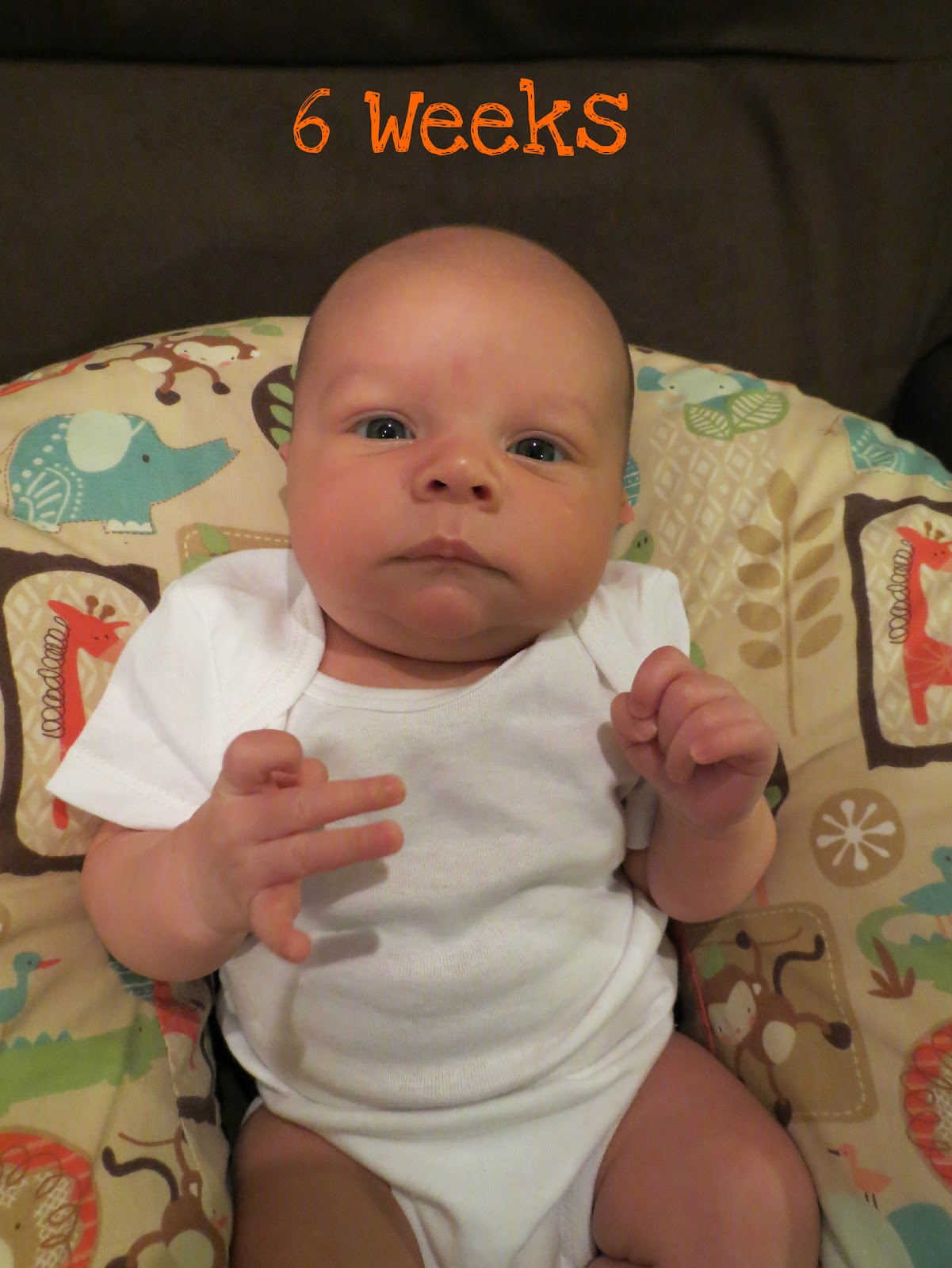 Ostroms' Odyssey: 6 Week Update