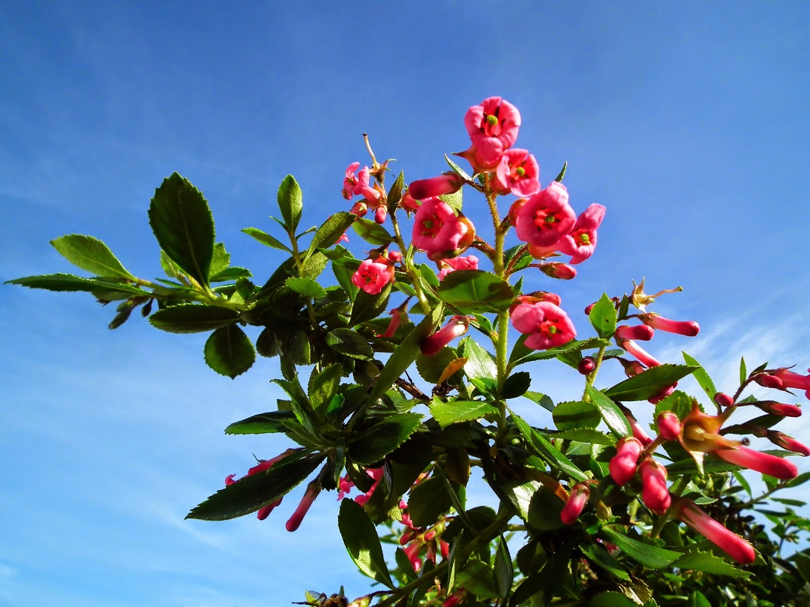 Bucólico Anónimo : Sebe - Adeus Escalónias - Olá Heras