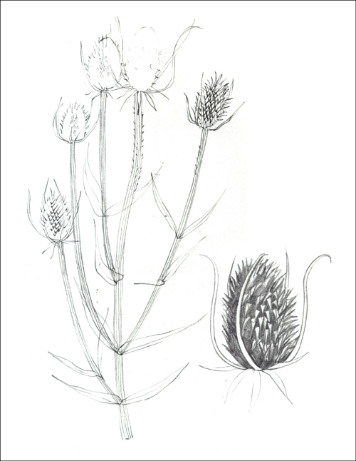Limetrees Studio: Wildflowers 3 - Teasel drawing
