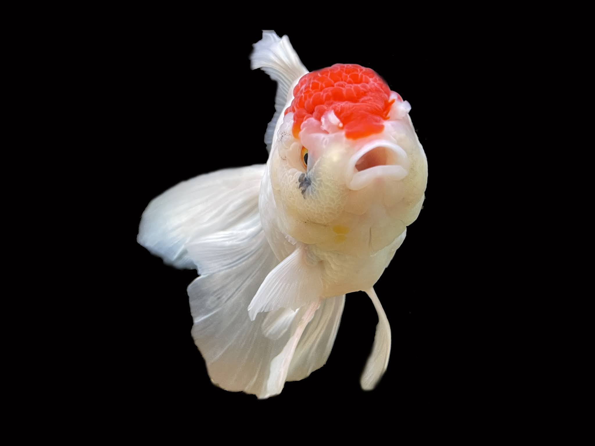Red Cap Oranda Goldfish 4K HD Wallpapers