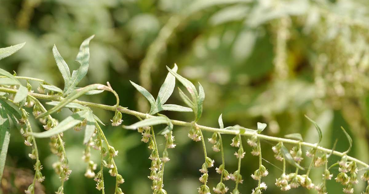 Medicinal Plants: Artemisia nilagirica, Nagadamani, மாசிபத்திரி, దవనము ...