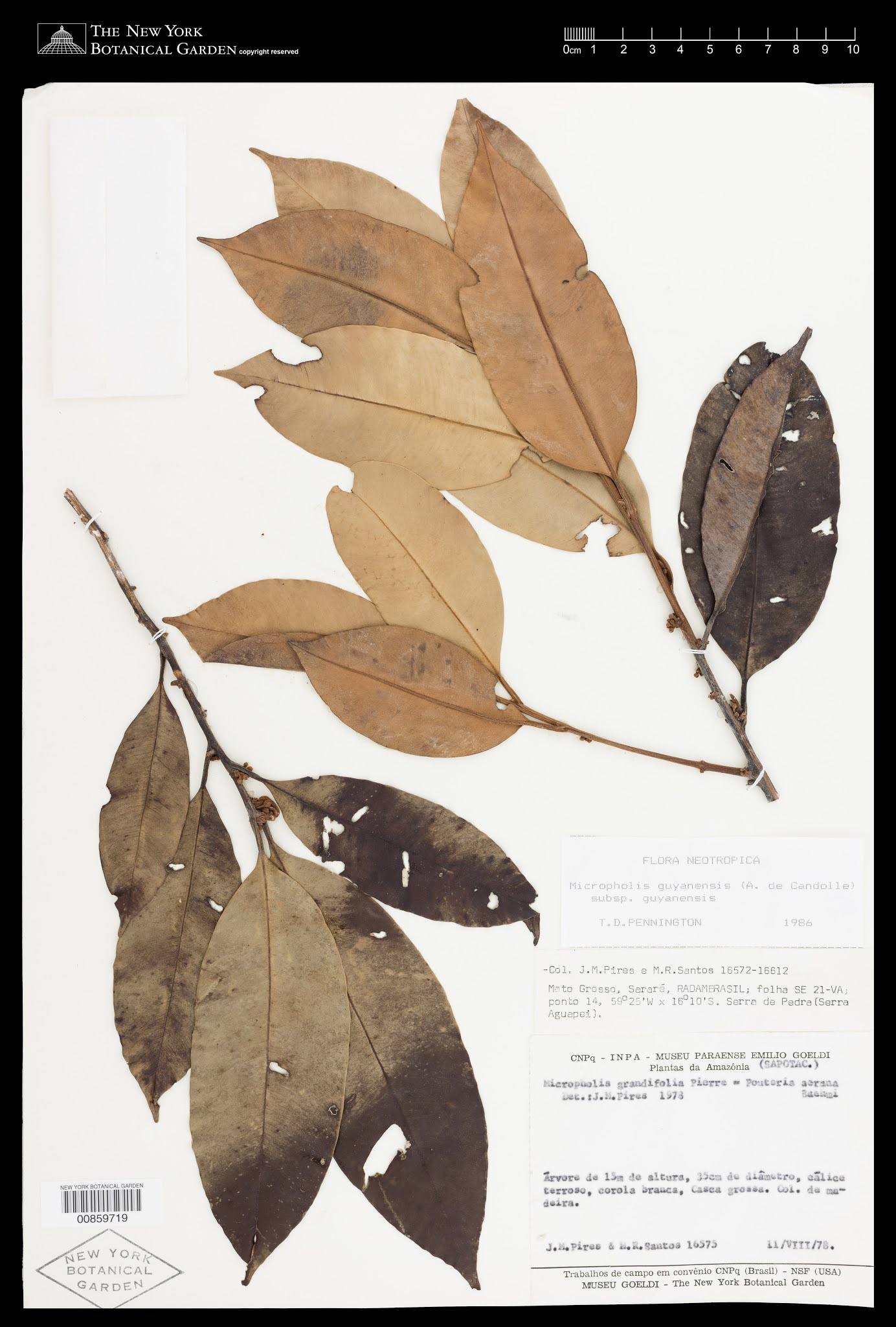 Flora de Puerto Rico Ilustrada Papo Vives: ÁRBOLES RAROS -SUPERASTERID ...