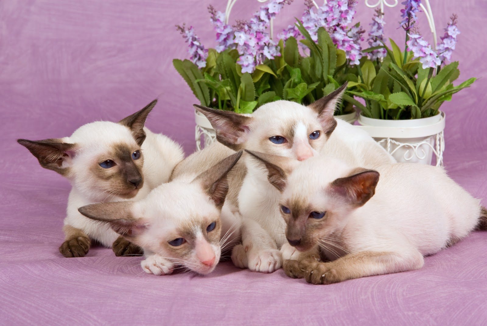 Cats' LadyVet - Doctorita Pisicilor: Siameza