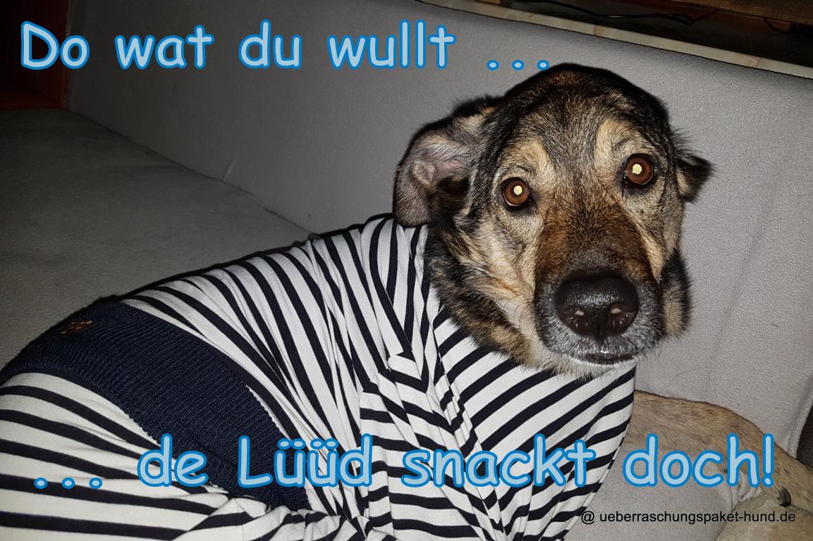 Überraschungspaket Hund - ein Hundeblog der zeigt, wie unterschiedlich ... Überraschungspaket Hund - ein Hundeblog der zeigt, wie unterschiedlich ...