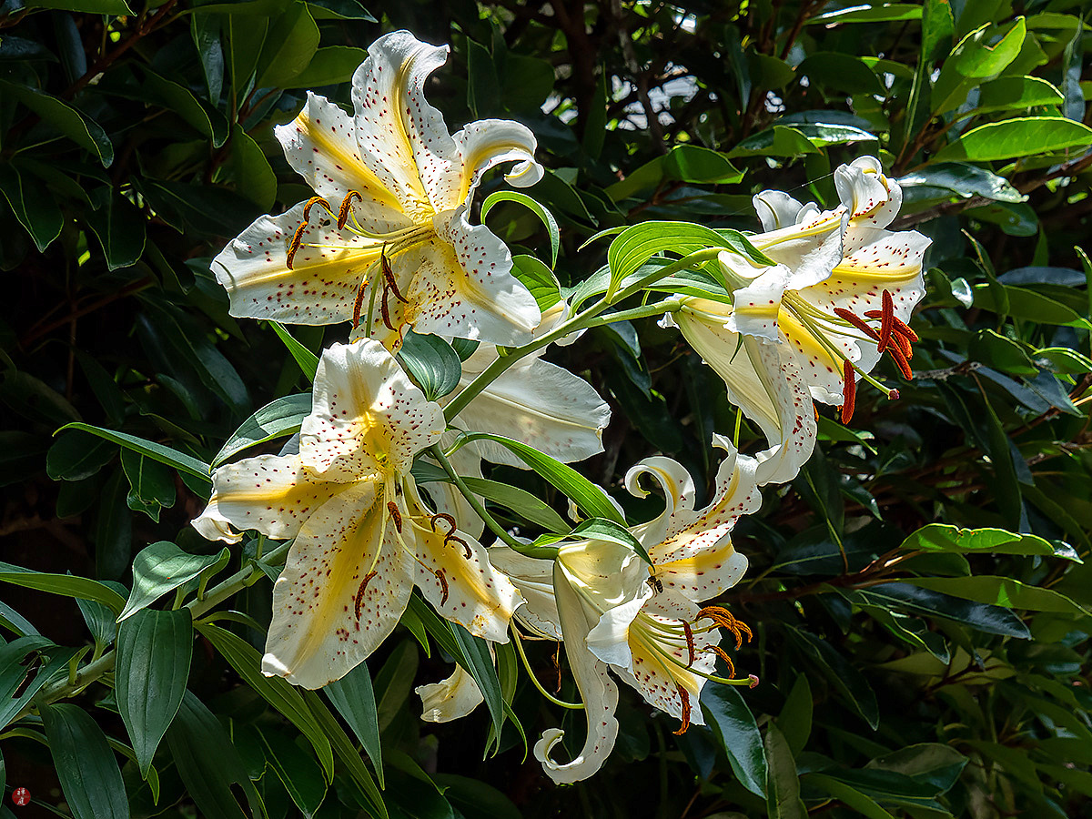 FROM THE GARDEN OF ZEN: Yama-yuri (Lilium auratum) flowers: Kencho-ji