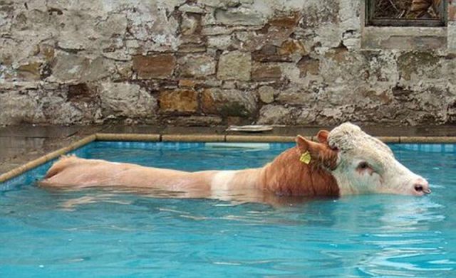 Funny Cool Pictures: Animals Feel Hot In Summer
