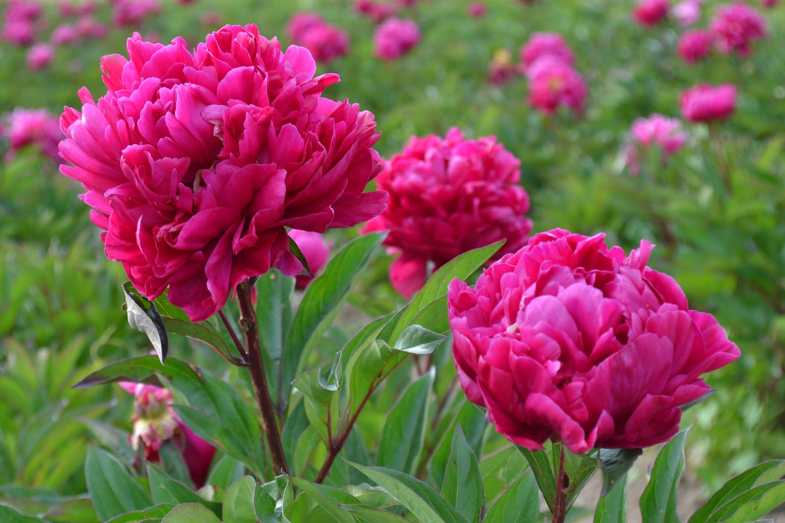 La Pivoine herbacée, une belle parfois capricieuse - Les Carnets de ...