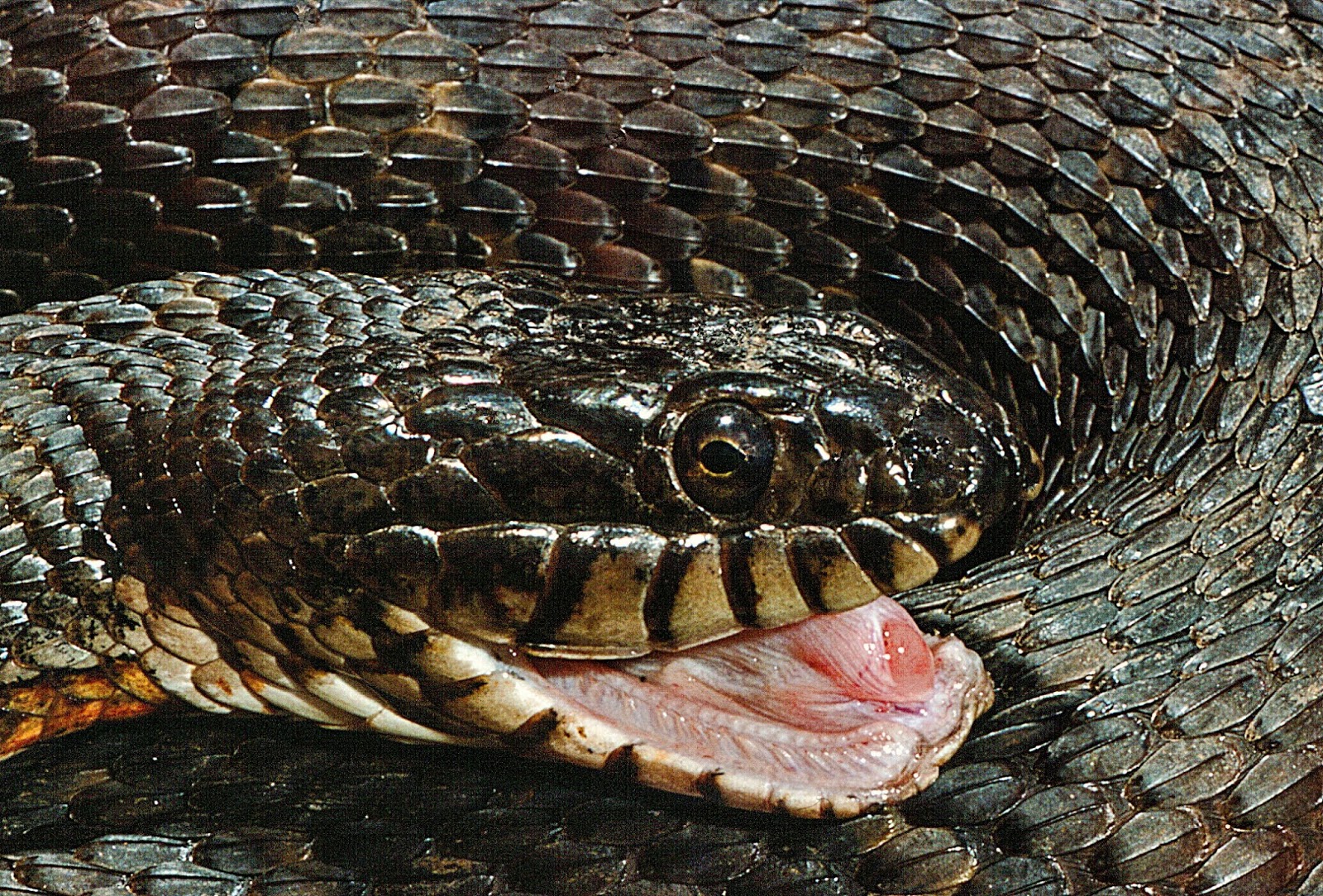 Den'sphotogallery: Snakes of New Hampshire